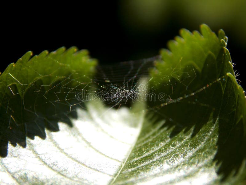 Spider`s web stock photo. Image of leaf, small, little - 100274210