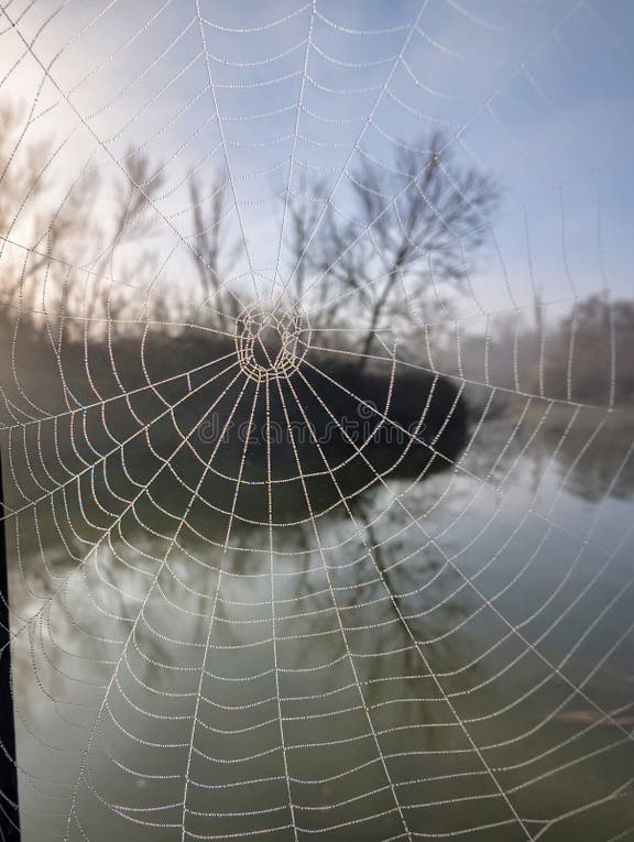 Spiderweb, Network, Drops, Morning, Structure, Branches, Park, T Stock ...