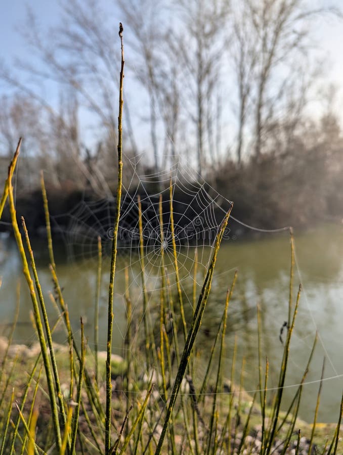 Spiderweb, Network, Drops, Morning, Structure, Branches, Park, T Stock ...