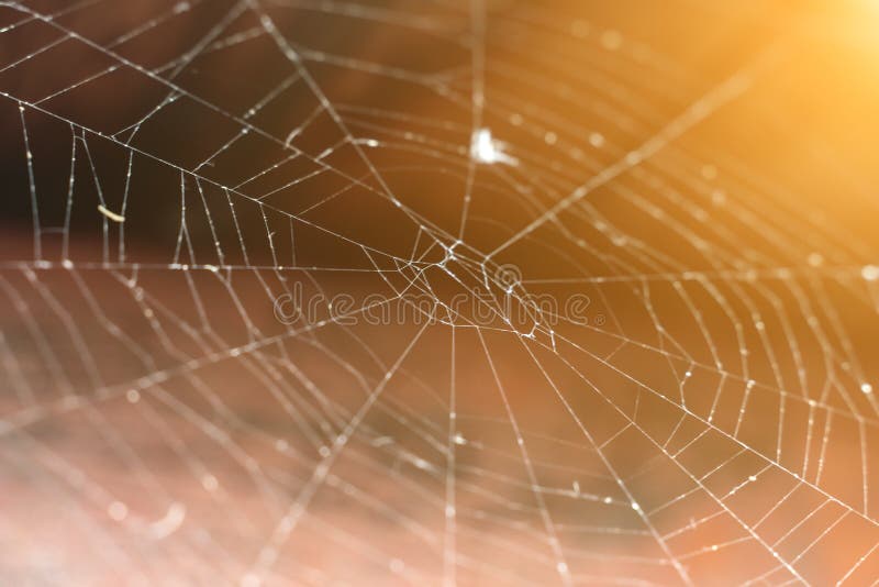 Spider`s web and sunset stock image. Image of arachnid - 180966557