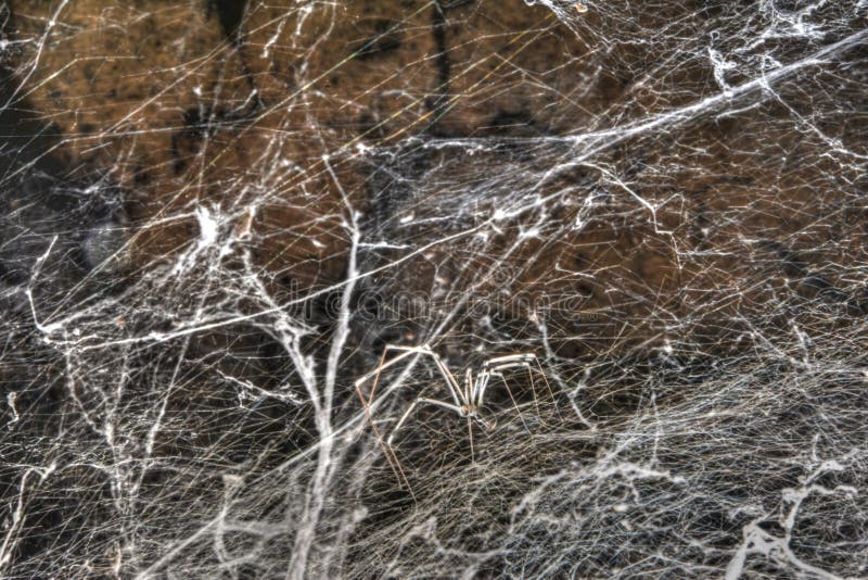 In the spider`s web stock photo. Image of crime, coast - 124453068
