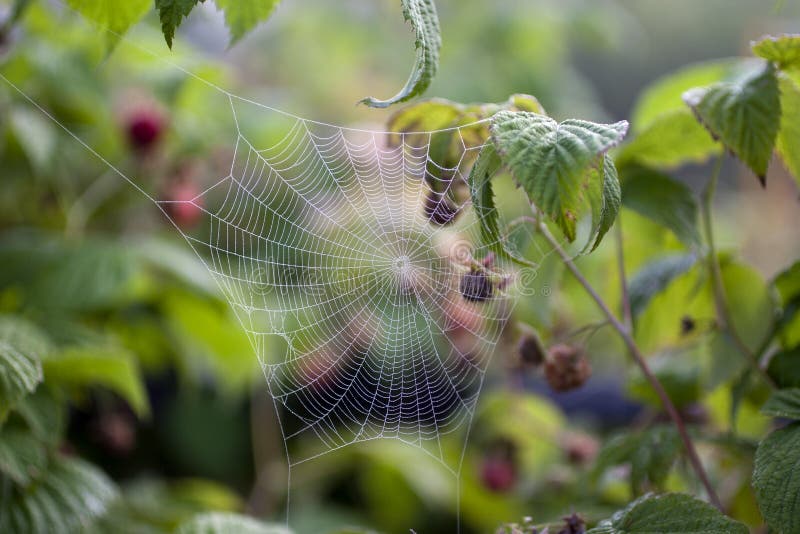 Spider S Web in the Thickets of Raspberry Stock Photo - Image of mist ...