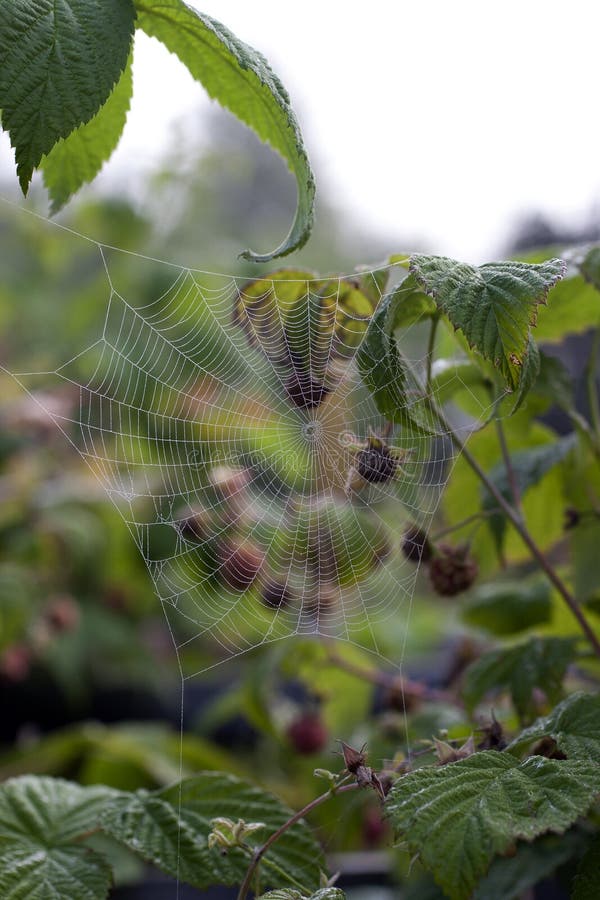Spider S Web in the Thickets of Raspberry Stock Image - Image of ...
