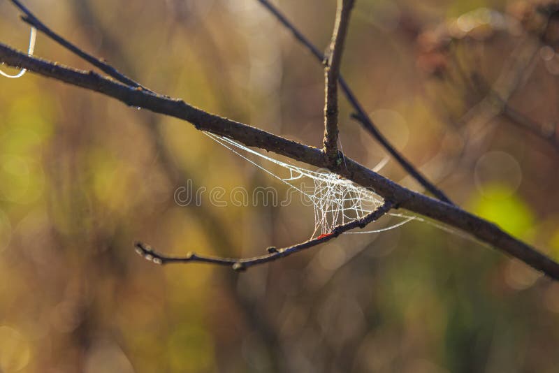 Spider Webs on Branches on Tree Branches Close-up at Autumn Stock Image ...