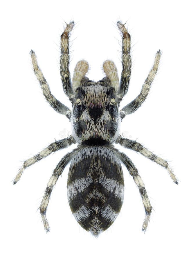 Salticus Scenicus Jumping Spider Macro ,small Insect in the Nature and ...