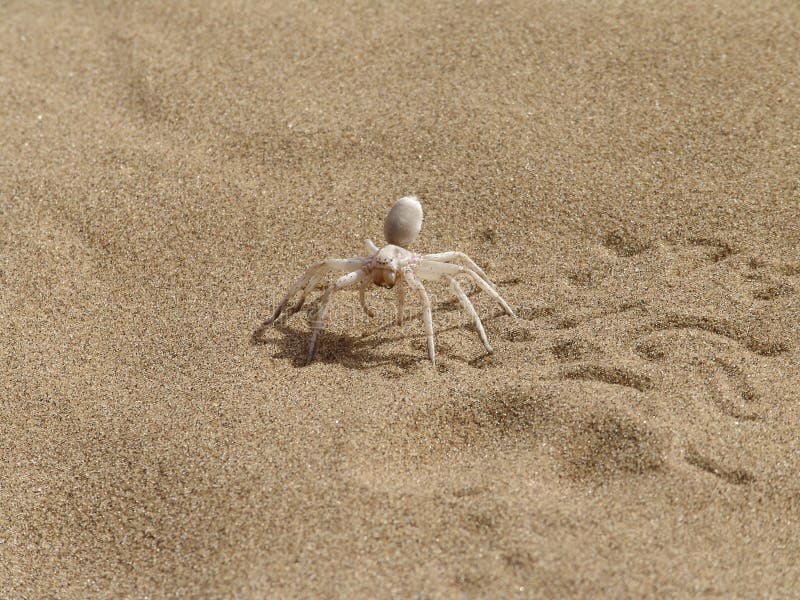 Spider on a sand. stock image. Image of wild, spider - 15557041