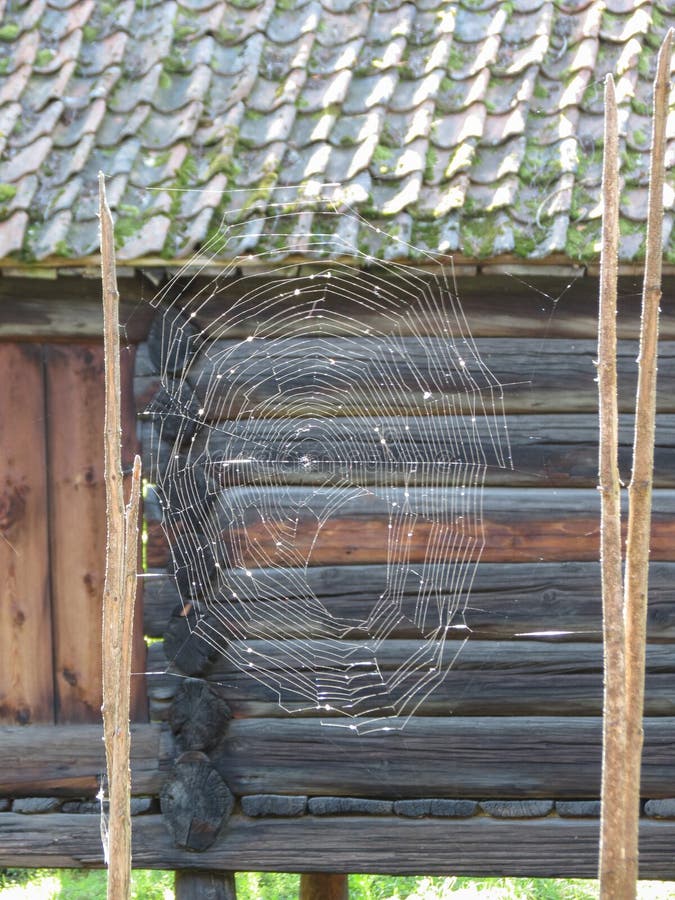 Spider Scient. Name Arachnida Arthropod Animal Stock Image - Image of ...