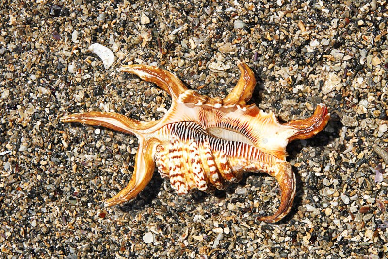 Spider Seashell, Ventral Side Up Stock Image - Image of shell, fauna ...