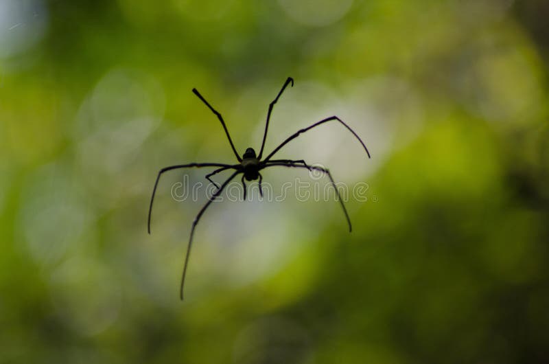 Spider stock image. Image of bird, sanctuary, spider - 80925635