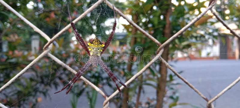 The Spider Seen from the Front is a Combination of Yellow and Maroon ...