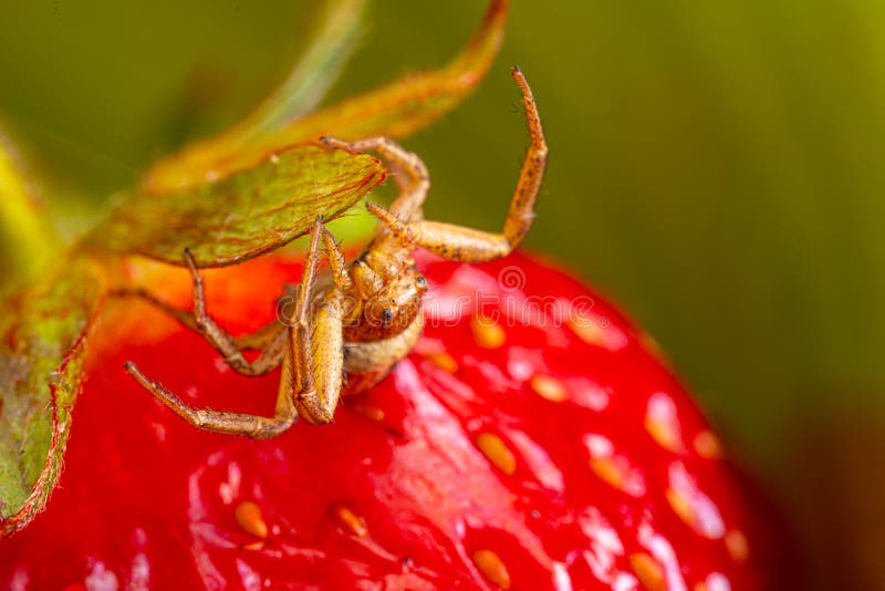 1,519 Fruit Spider Photos - Free & Royalty-Free Stock Photos from ...