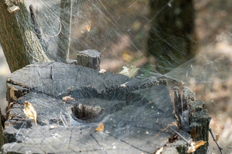Spider Set a Trap from Web on Old Stump. Stock Photo - Image of habitat ...