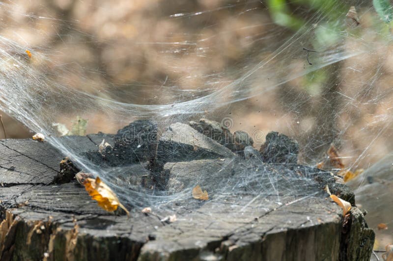 Spider Set a Trap from Web on Old Stump. Stock Photo - Image of closeup ...