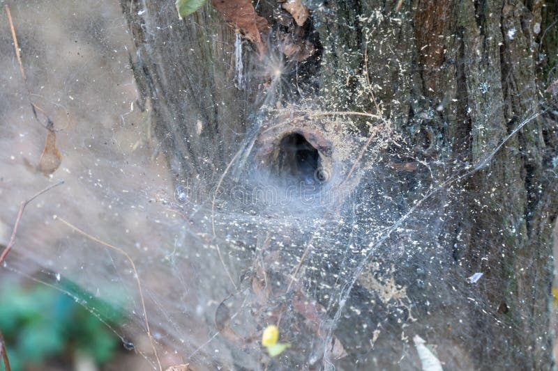 Spider Set a Trap from Web on Old Stump. Stock Image - Image of trap ...