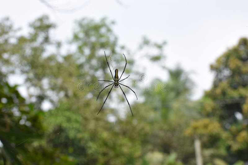 Spider Setting on Spider Web Stock Image - Image of landscape, silk ...