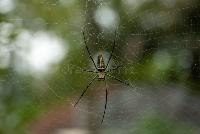 A Spider with Seven Legs on a Web Stock Photo - Image of predator ...