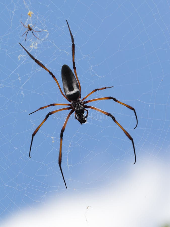 Spider in the Seychelles stock photo. Image of arthropod - 47226938
