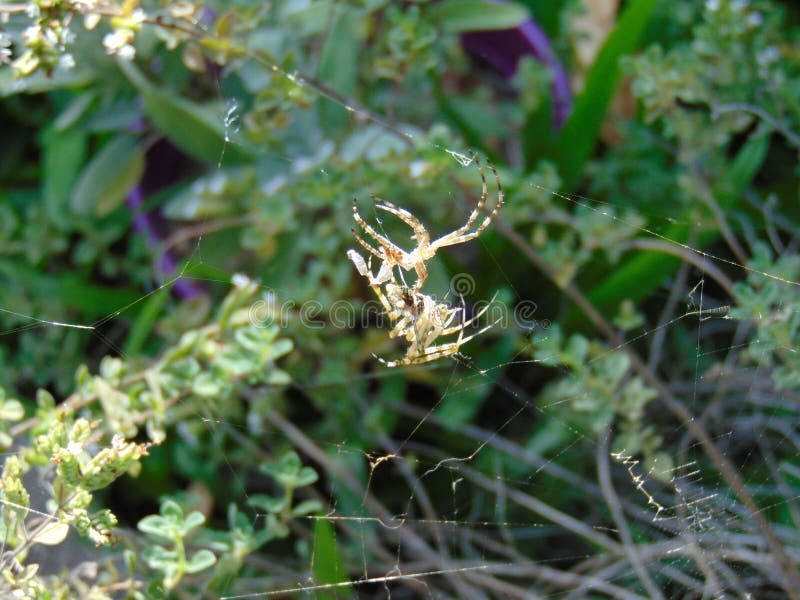 The dancing spiders 4 stock photo. Image of plant, flower - 256698908