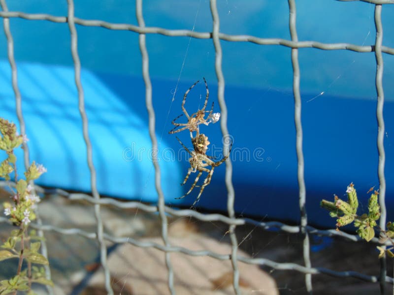 Dancing Spiders Stock Photos - Free & Royalty-Free Stock Photos from ...