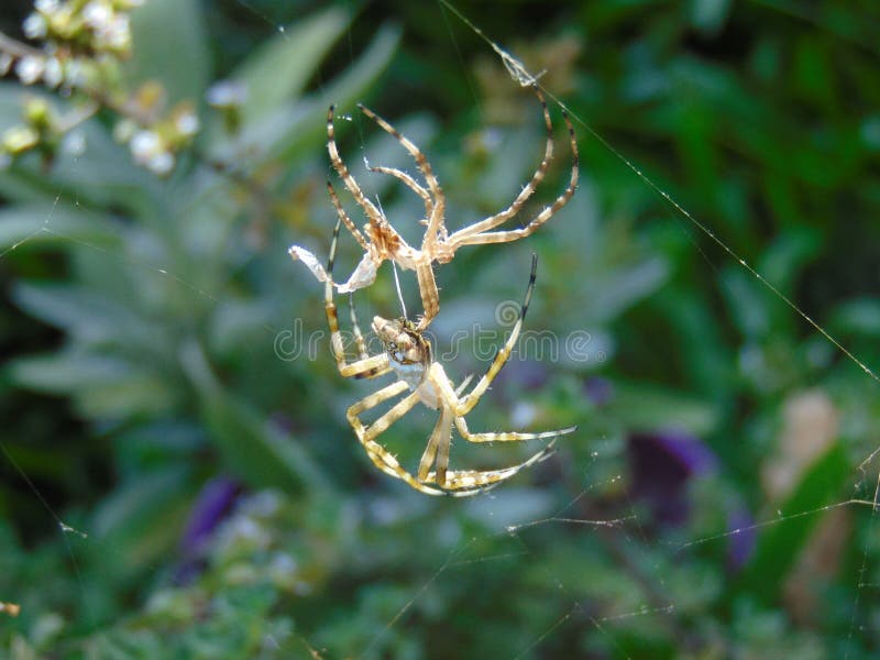The dancing spiders stock image. Image of like, flower - 256698925