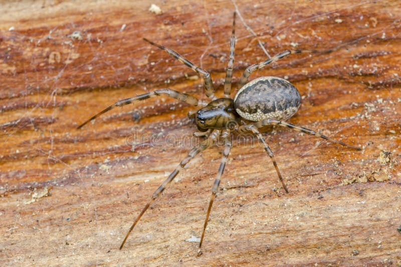 Spider Neriene peltata stock image. Image of murderer - 46471819