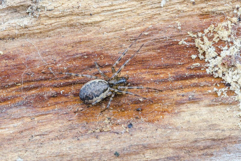 Spider Neriene peltata stock photo. Image of field, design - 46471778