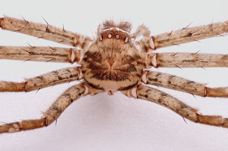 A Wolf Spider Shell Back Close-up Stock Photo - Image of background ...