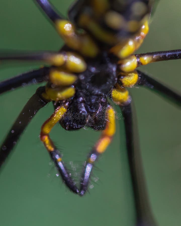 Spider Shoot with Macro Lens Stock Image - Image of animals, macro ...