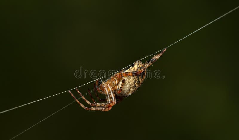 Spider top view stock image. Image of detailed, brown - 153735897