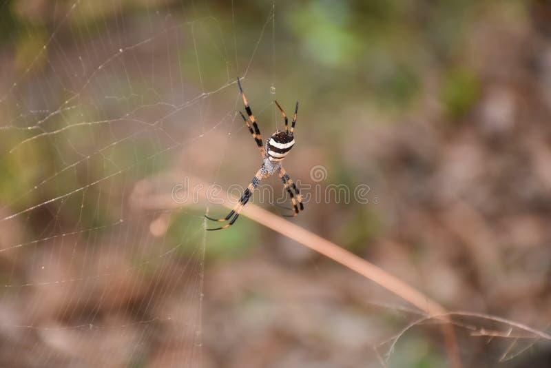 Spider signature stock image. Image of invertebrate - 217355631