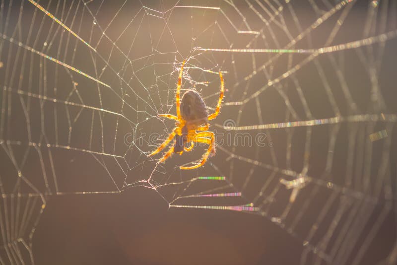 Spider Sit on a Web in a Light of Sun Stock Photo - Image of sunlight ...
