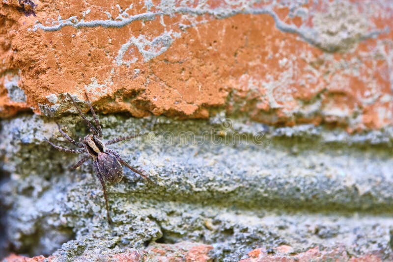 Spider Sits on a Brick General Plan Color Stock Photo - Image of nature ...