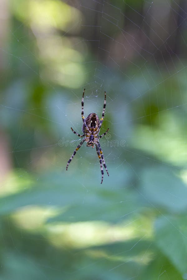 The Spider Sits Inside a Web that he Himself Weaved in the Forest ...
