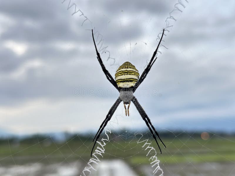 A Spider on Its Web with a Sky Background Stock Image - Image of ...