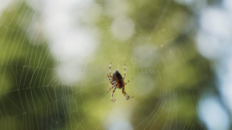 A Spider Sits on Its Web, Hanging among Trees with a Blurred Stock ...