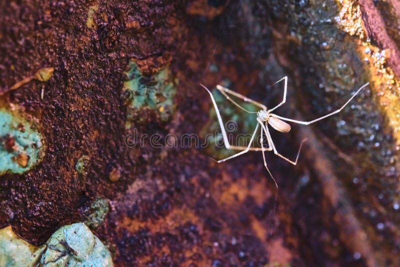 Spider Sits on Rusty Iron. General Plan Macro Stock Image - Image of ...