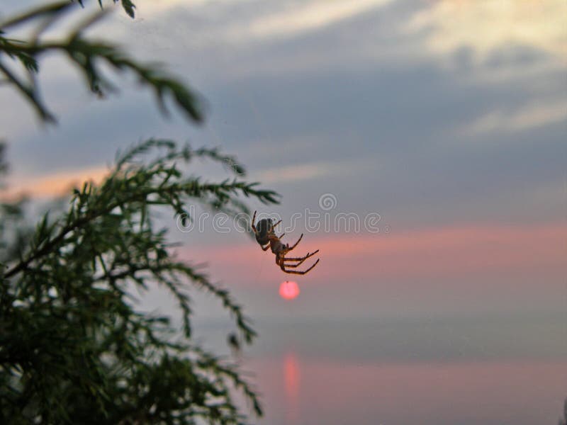 The Spider Sits on a Web Against the Backdrop of a Colorful Sunset ...