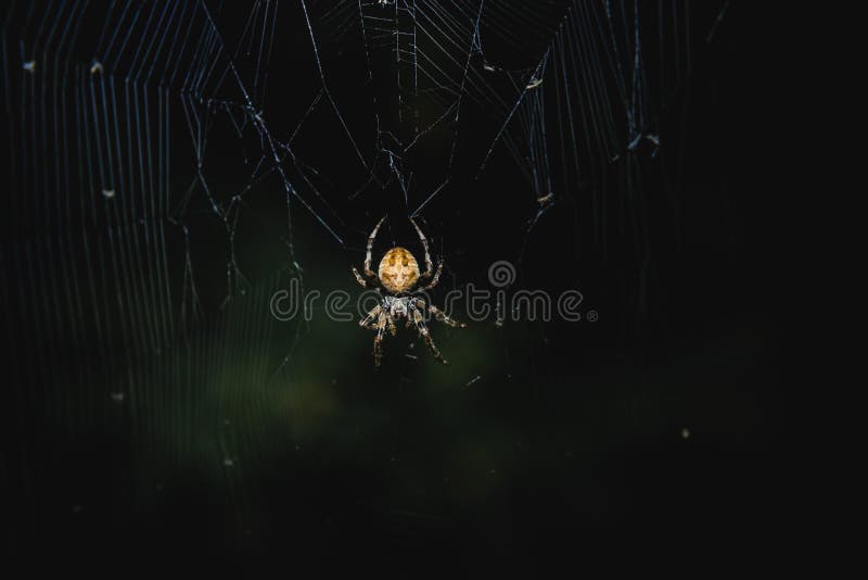 The Spider Sits in the Web at Night. Dark Background. Araneus is a ...