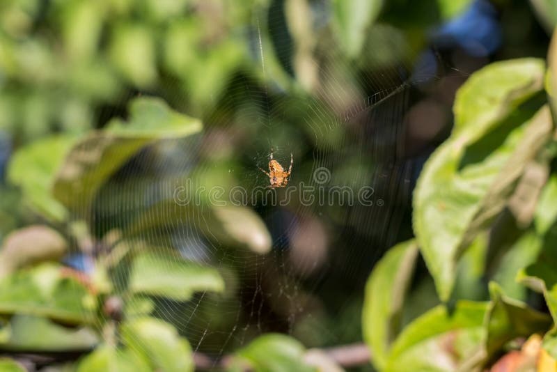 Spider web of the hunt. stock image. Image of dark, isolated - 124457637