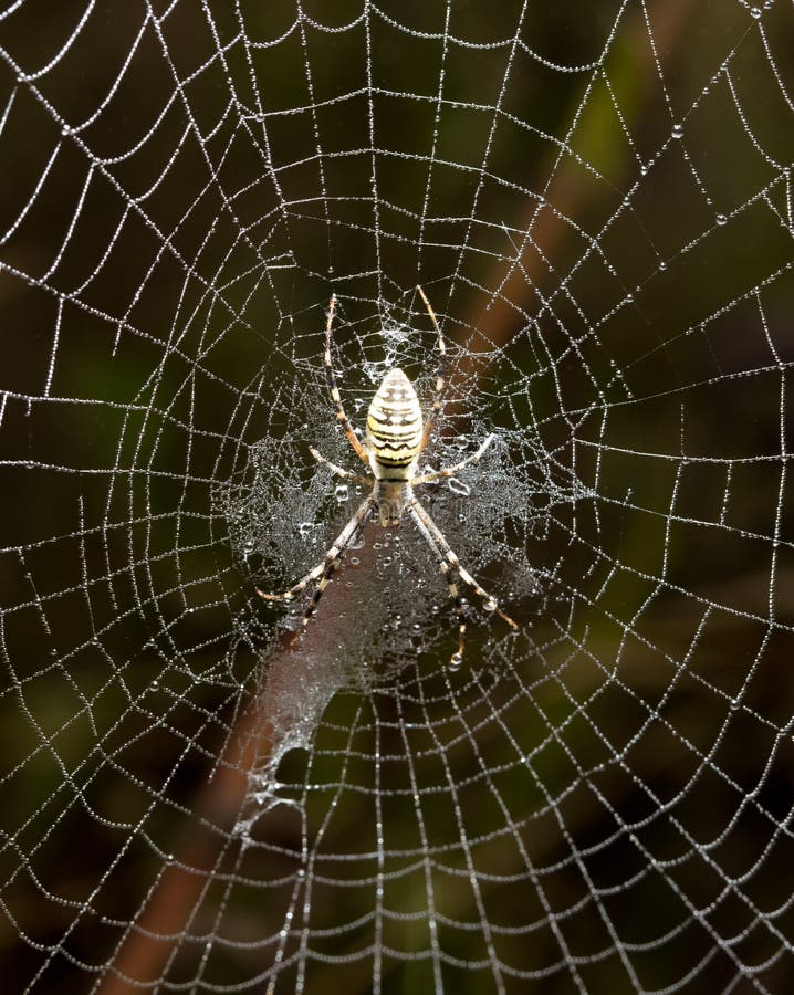 The Spider Sits on a Wet Web Stock Image - Image of nature, raindrop ...