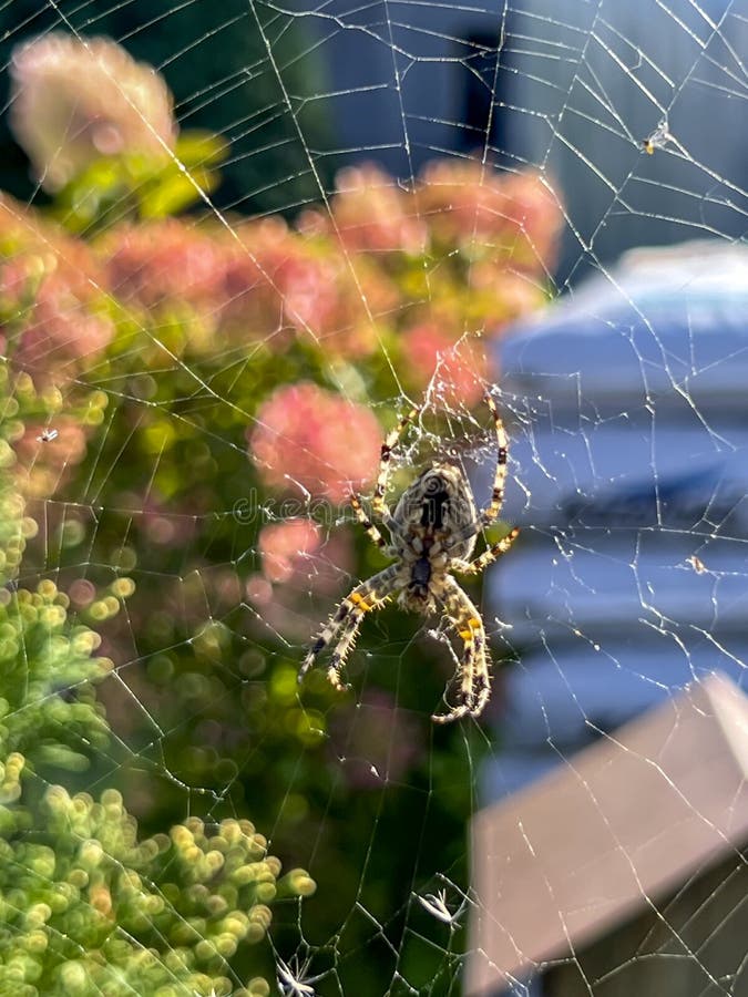 A Spider Sitting in the Center of a Spider S Web, Waiting for Insects ...