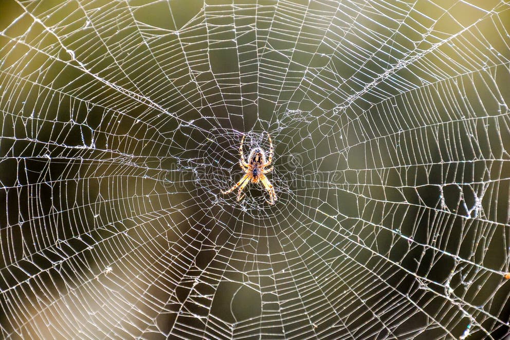 A Spider is Sitting in the Center of a Spider Web Stock Photo - Image ...