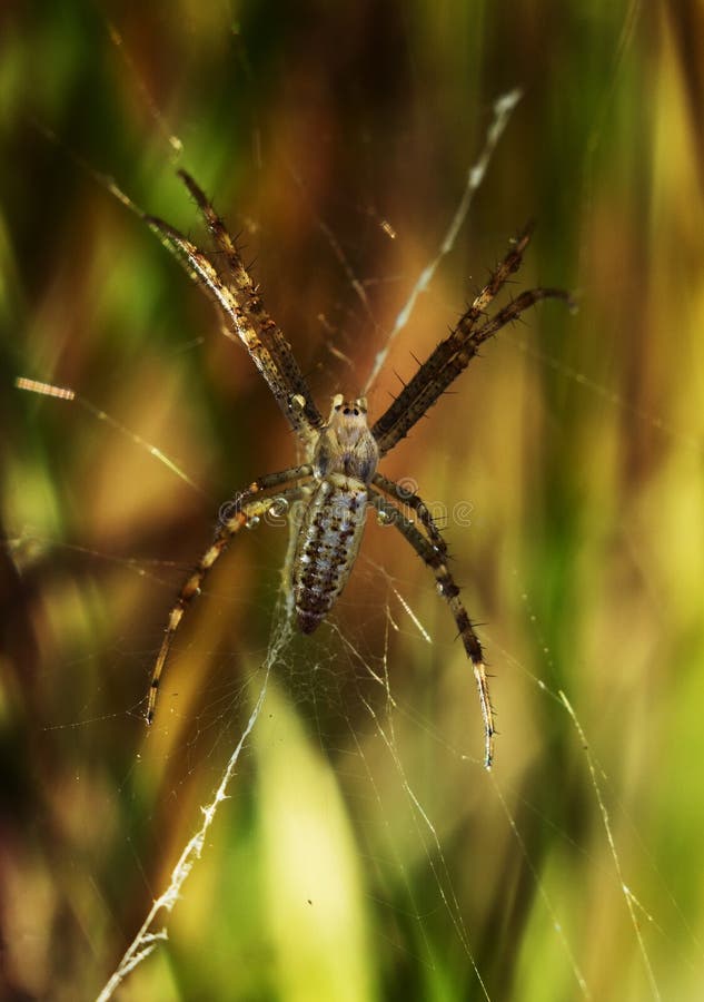 Spider stock image. Image of scary, insect, brown, invertebrate - 102404783