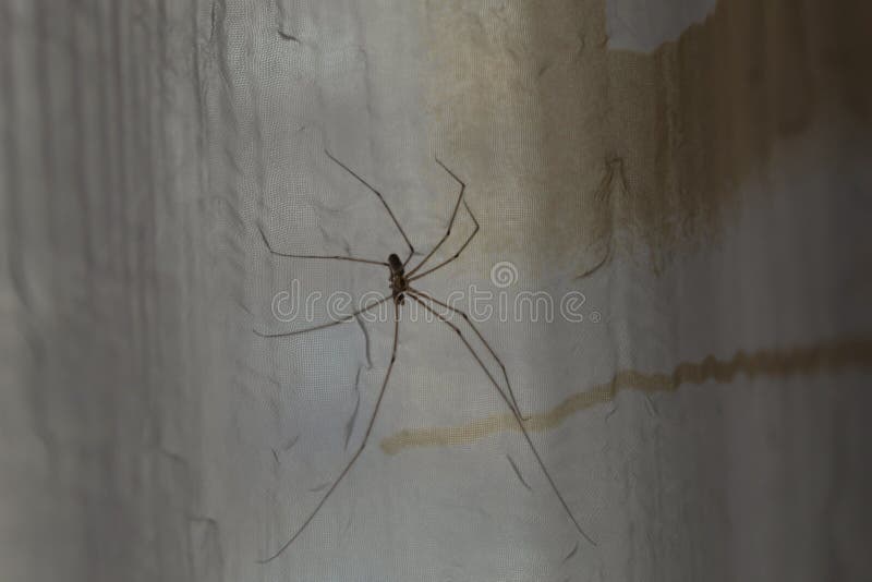 Spider Haymaker (Phalangium Opilio) Waits for Prey on the Leaves of ...