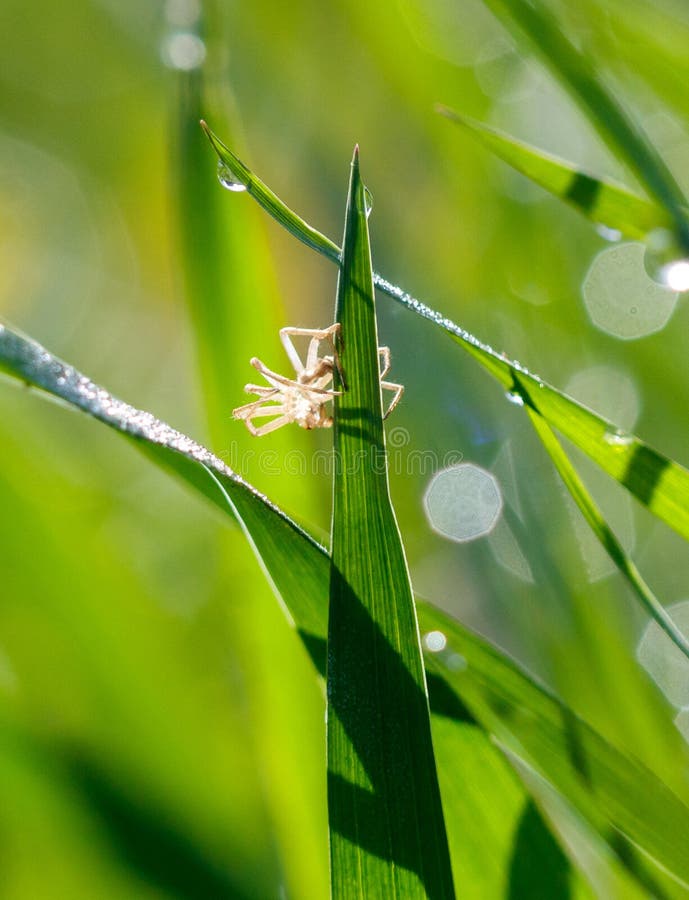 A Spider is Sitting on a Green Leaf Stock Photo - Image of environment ...
