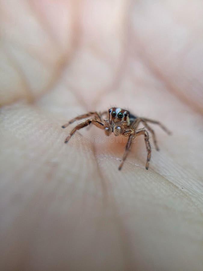 The Spider Sitting on a Hand Stock Photo - Image of insect, sitting ...