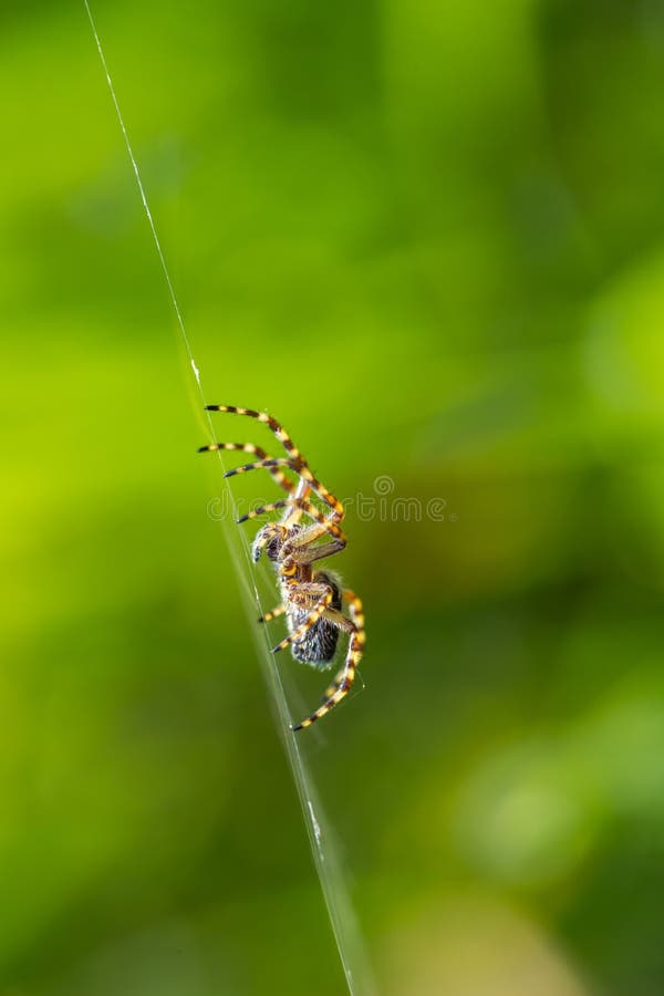 Spider sitting on his web stock image. Image of plant - 71362765