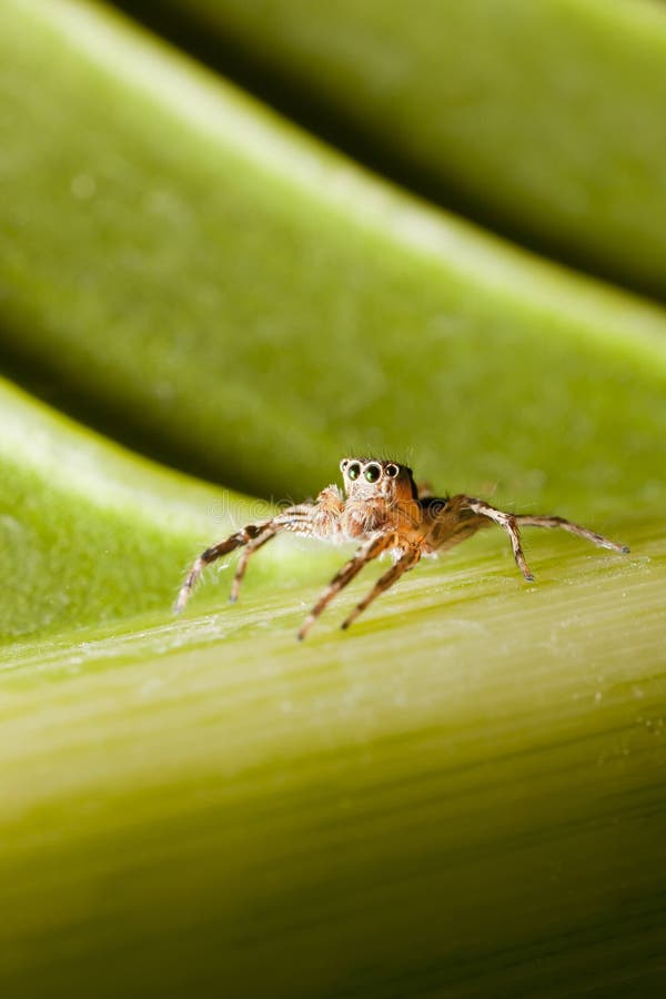 Spider sitting on leaf stock photo. Image of leaf, fear - 20974194