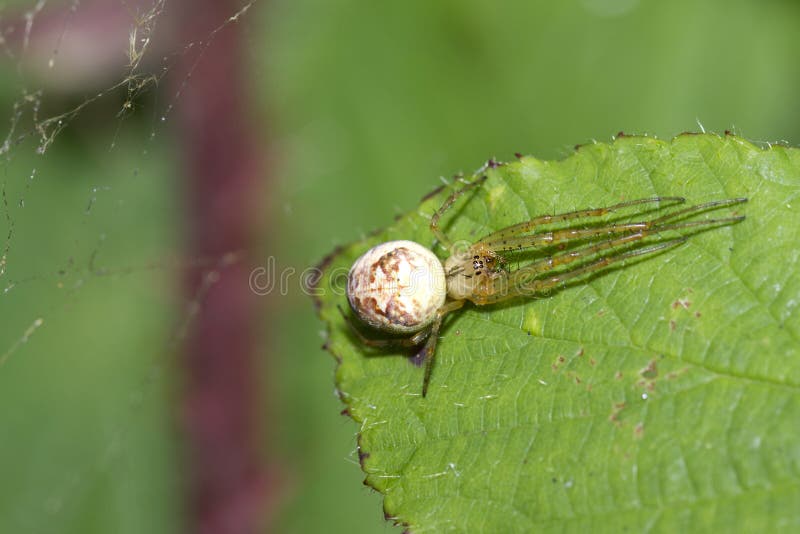 Spider sitting on leaf stock photo. Image of spider, sitting - 69951006