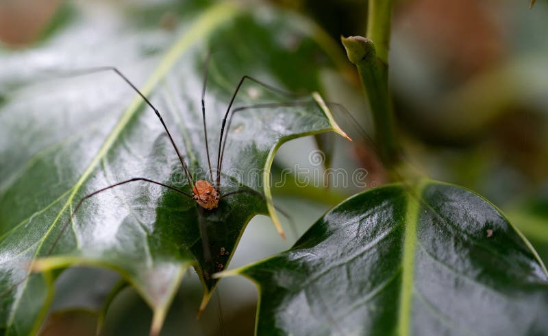 A spider sitting on a leaf stock photo. Image of flower - 262176366